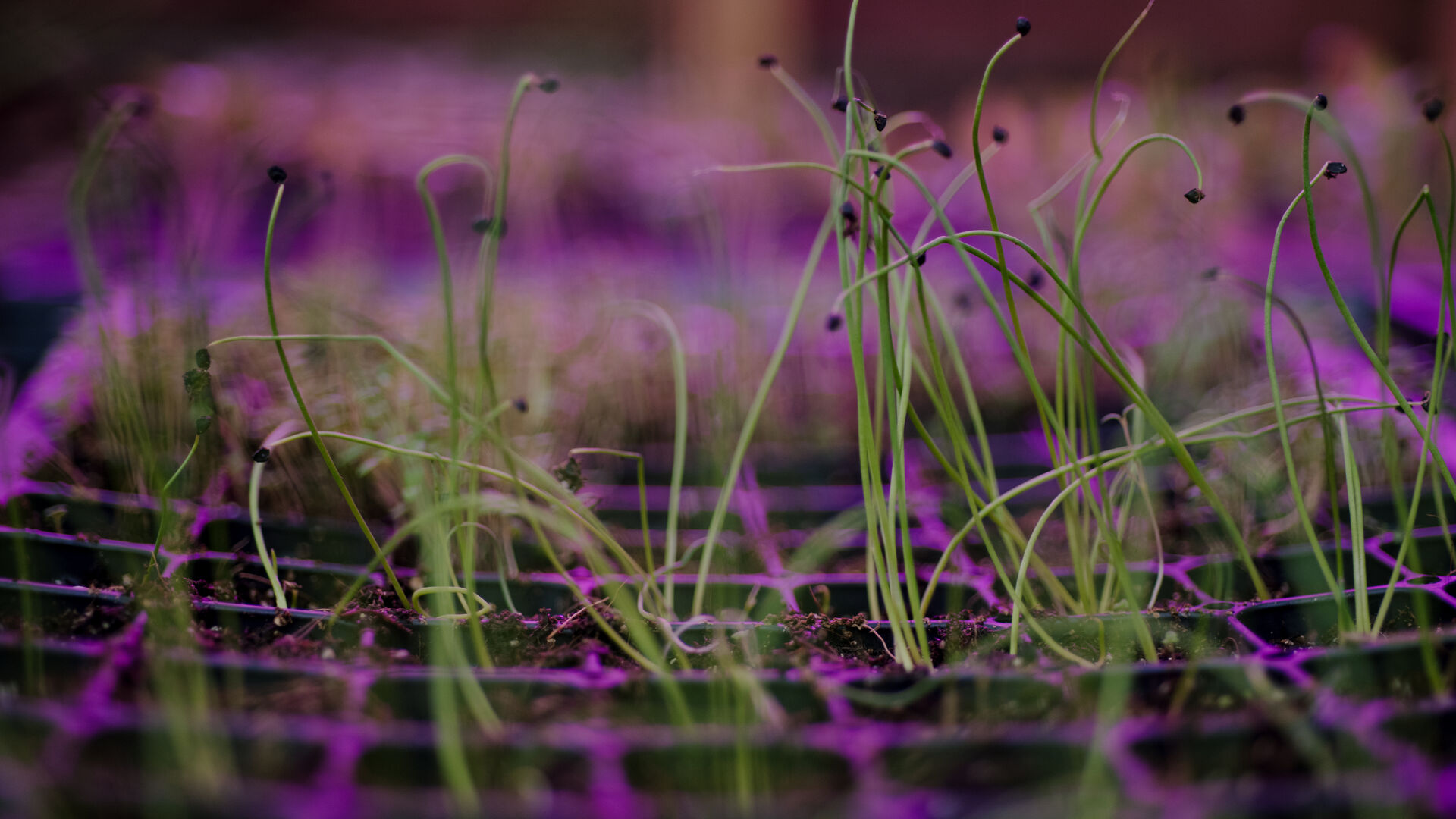 Biology Research | Houghton University