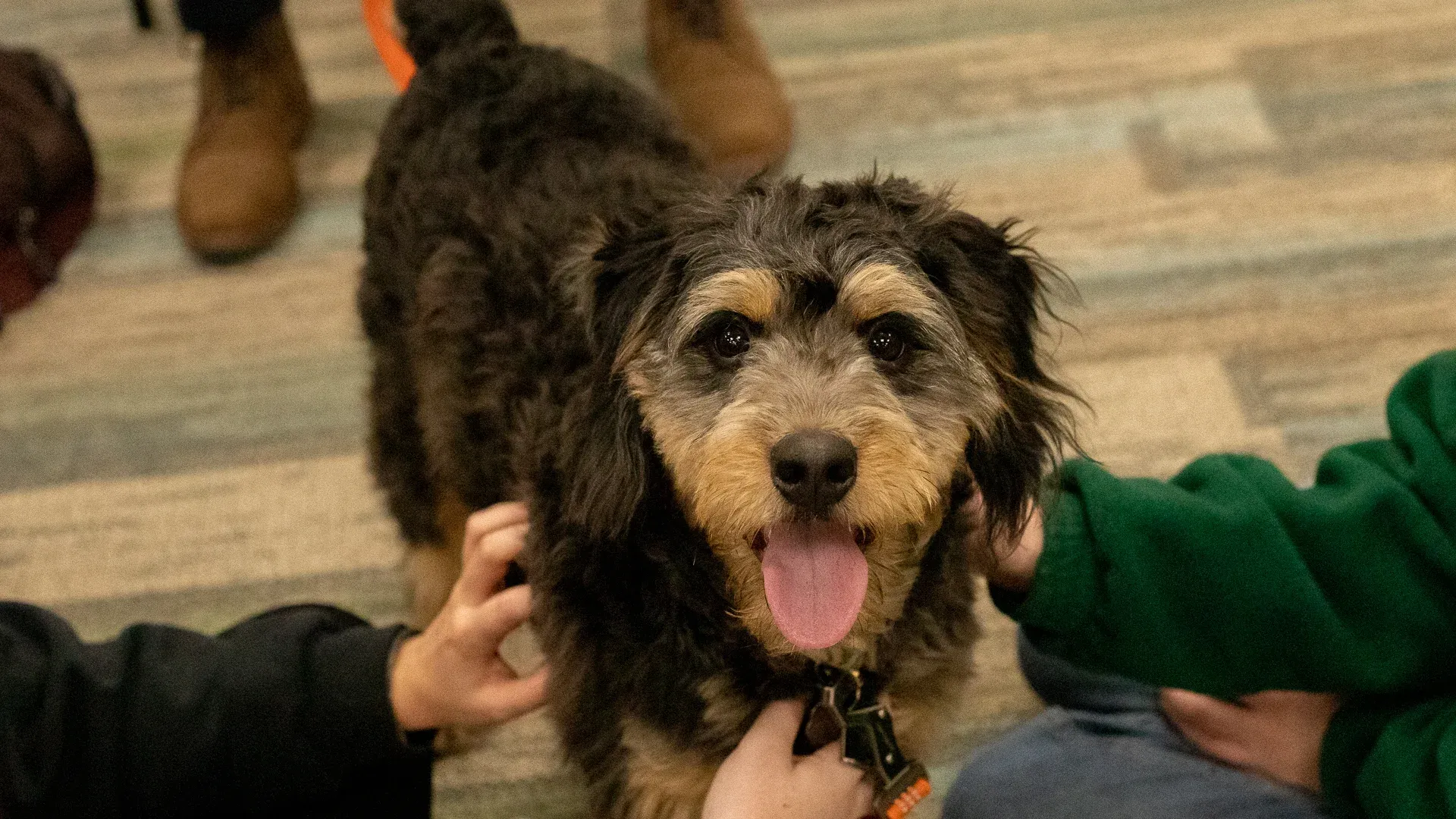 Pre-Veterinary Medicine | Explore the Pre-Vet Major